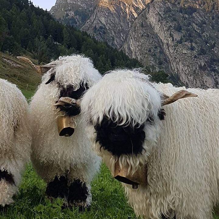 Photo Gallery – Valais Blacknose Sheep Association of North America